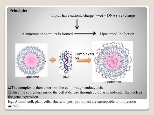 Liposomal Gene Delivery Systems.....pptx
