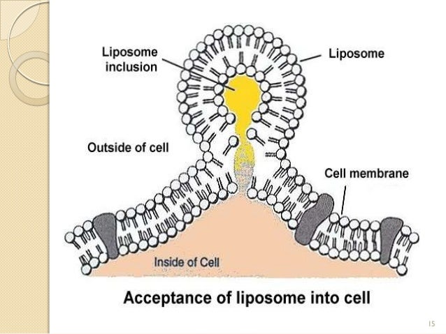 Liposome ppt