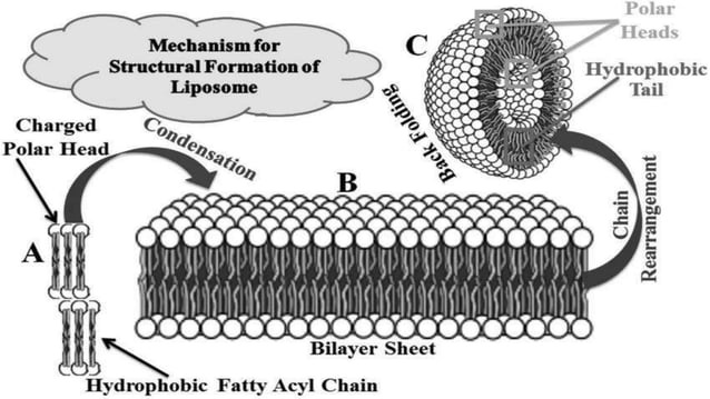 Liposome preparation and evaluation | PPTX | Physics | Science