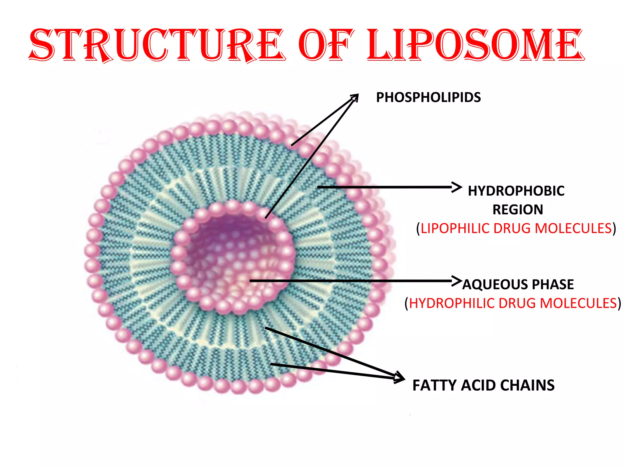 Liposomes | PPT