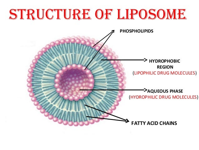 Liposomes