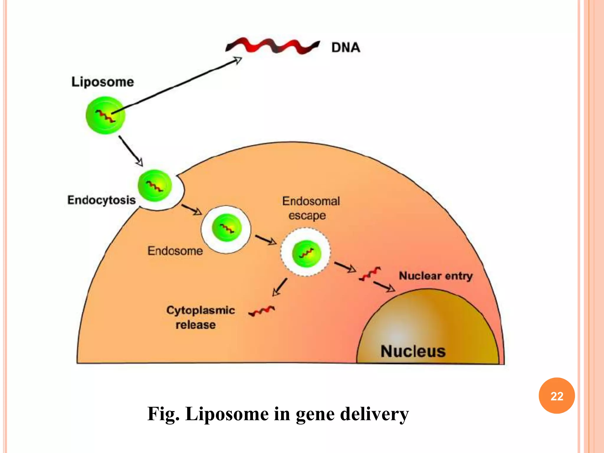 Liposomes | PPTX