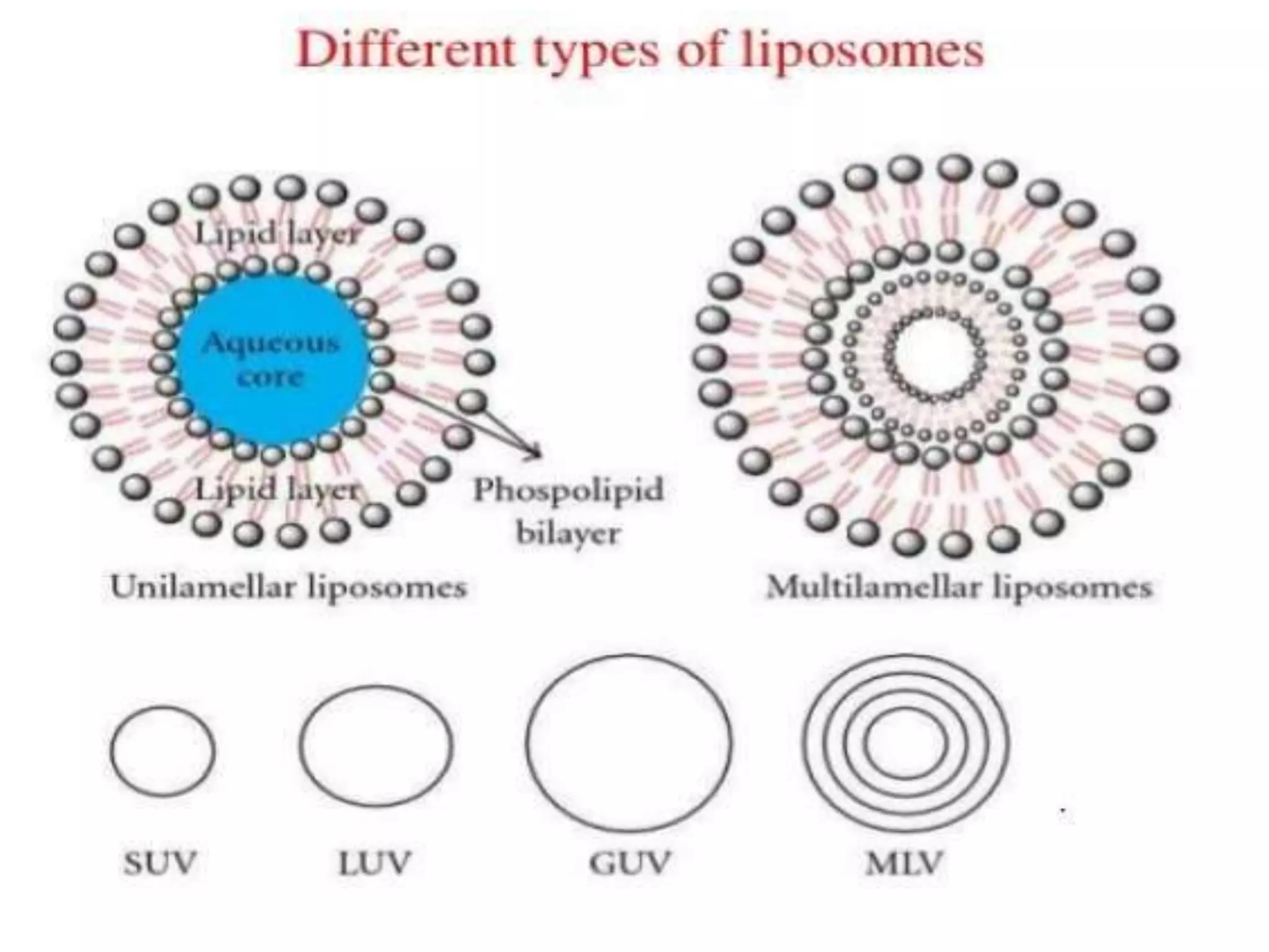 LIPOSOMES USED AS AN DRUG DELIVERY SYSTEMS | PPTX