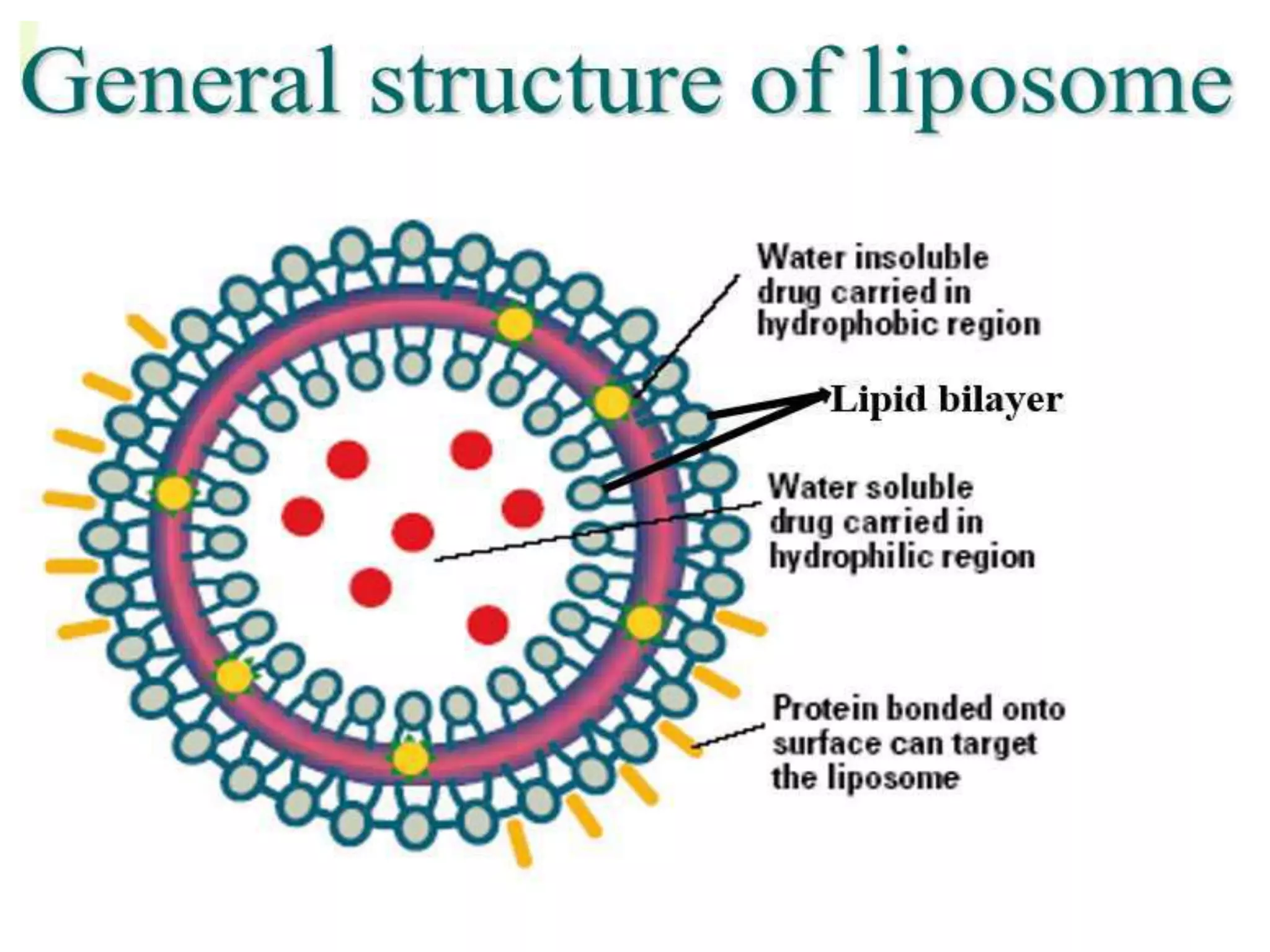 Liposomes | PPTX