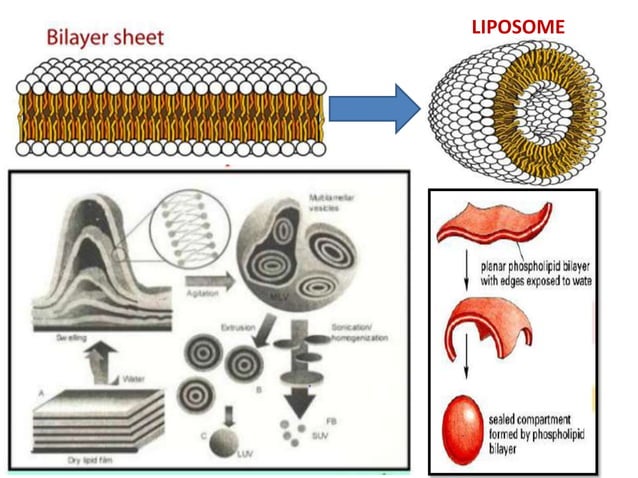 Liposomes | PPTX