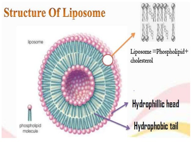 Liposomes | PPTX