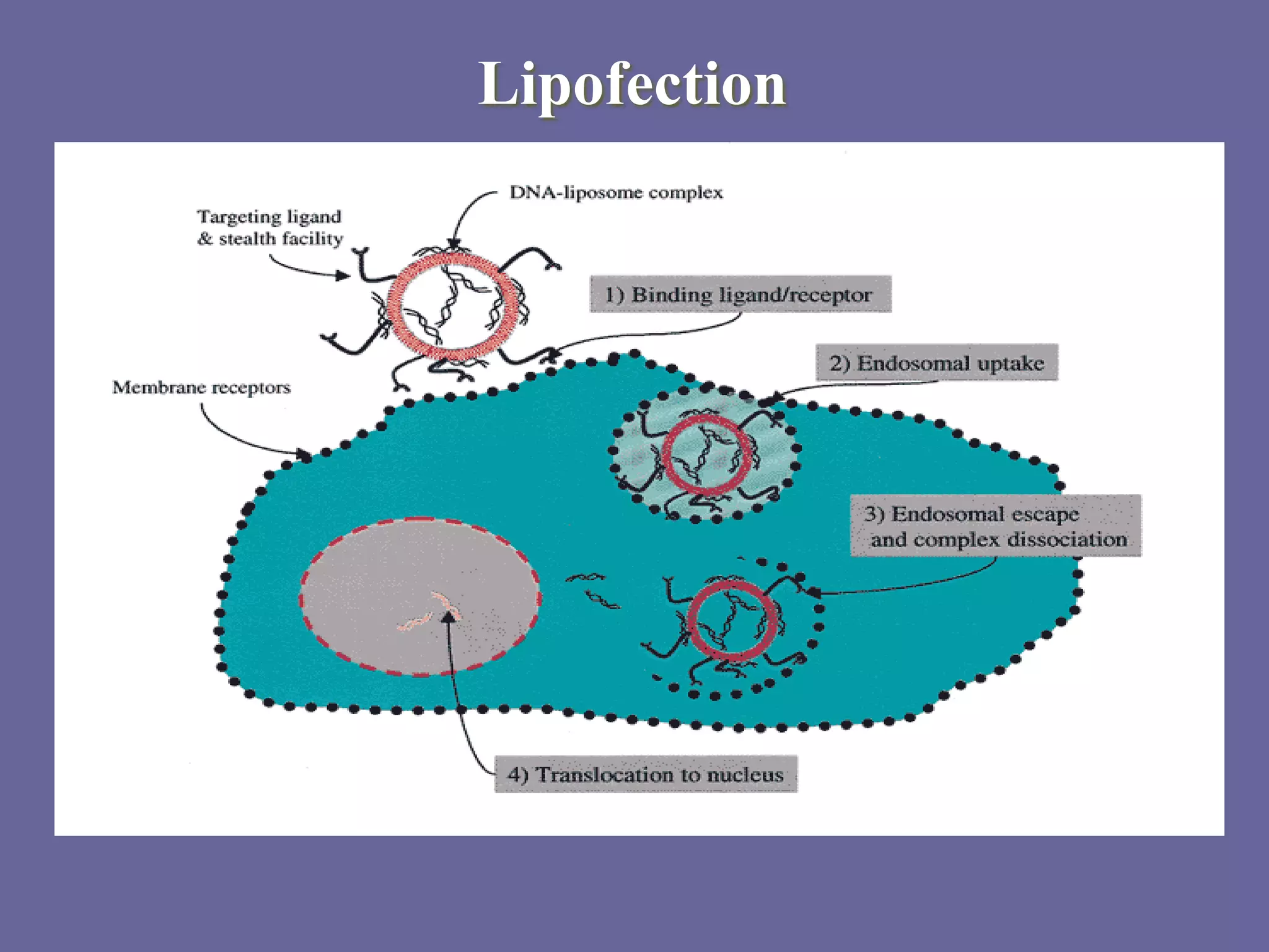 Liposomes.ppt | Chemistry | Science