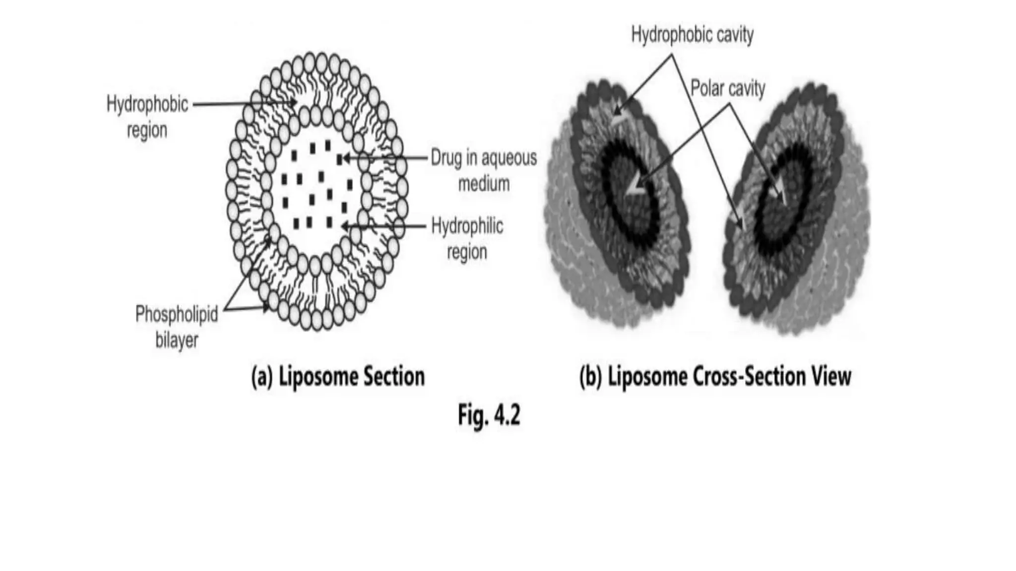 LIPOSOMES@.pptx