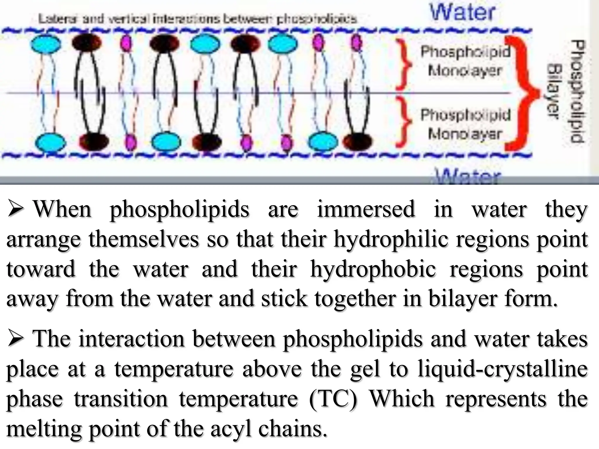 Liposomal Drug Delivery in pharmaceuticals | PPTX