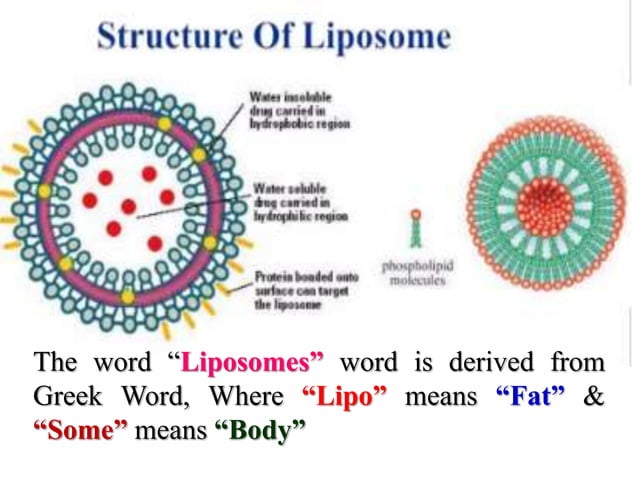 Liposomal Drug Delivery in pharmaceuticals | PPT