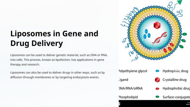 Liposomes-A-Versatile-Delivery-System.pptx