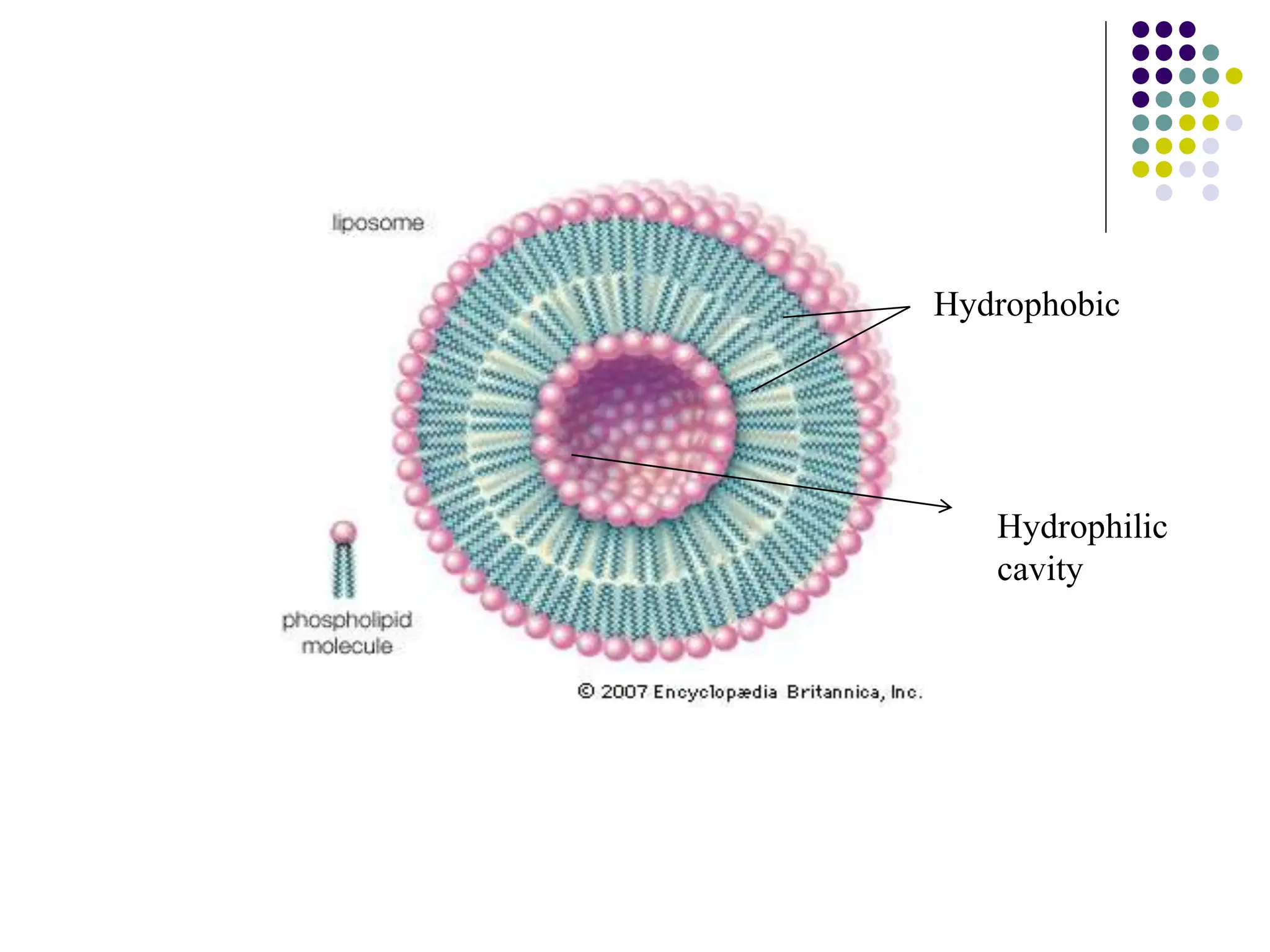 Liposomes & Niosomes.pptx