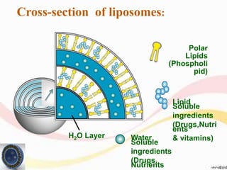 Liposomes & Niosomes.pptx
