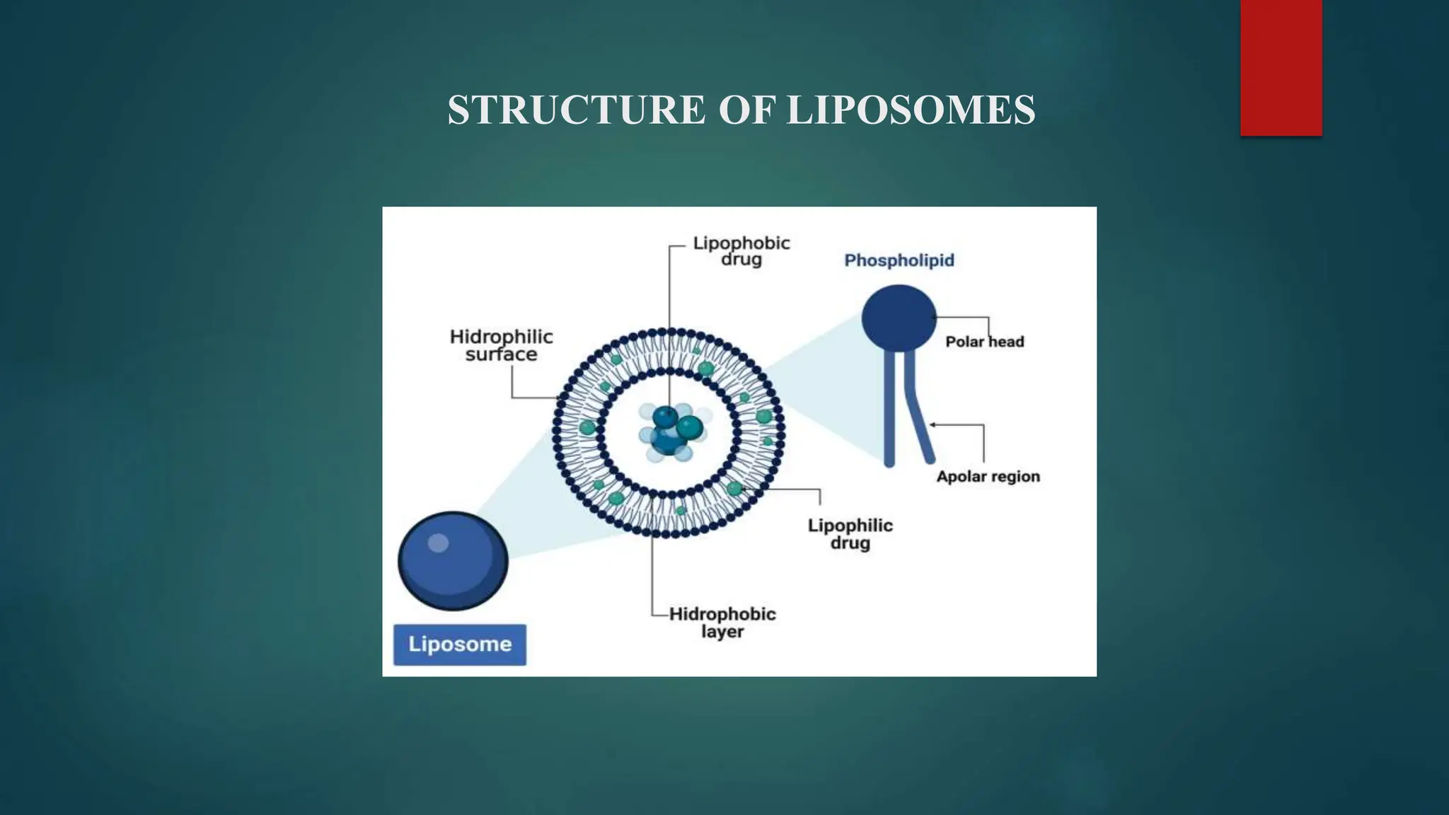 LIPOSOMES : A Novel Drug Delivery System | PPTX | Chemistry | Science
