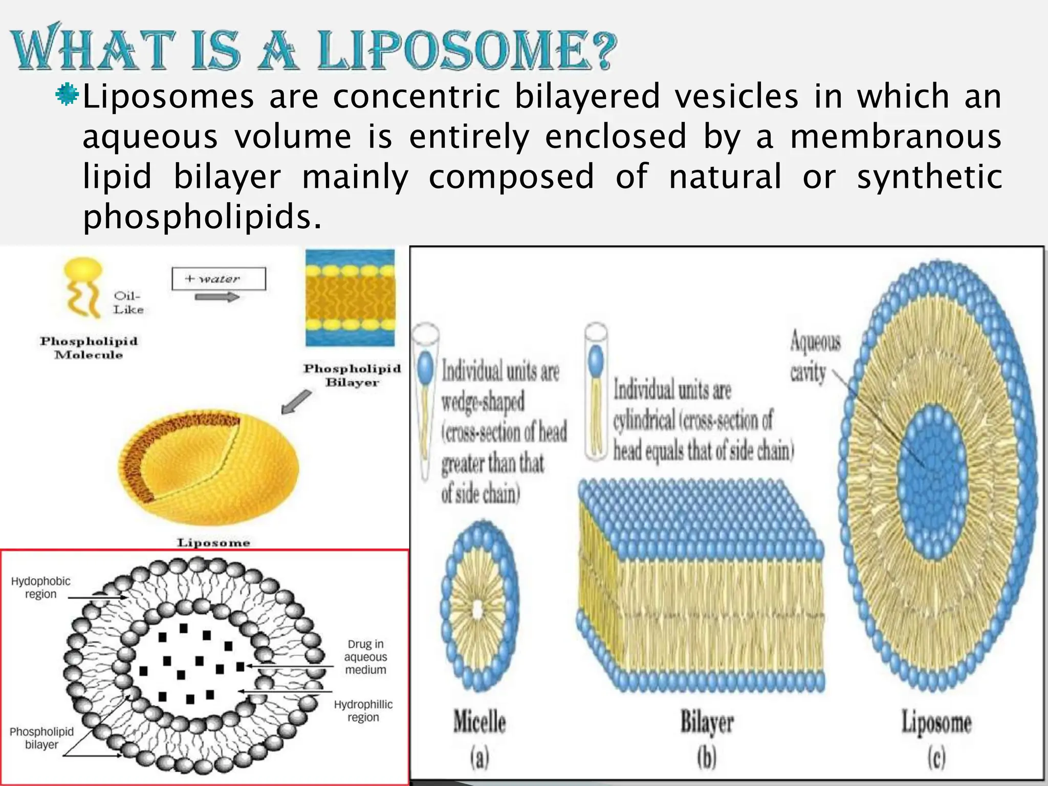 LIPOSOMES PPT.pdf- by Dr S Panda Prep & Characterization | PPT
