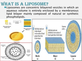 LIPOSOMES PPT.pdf- by Dr S Panda Prep & Characterization | PDF