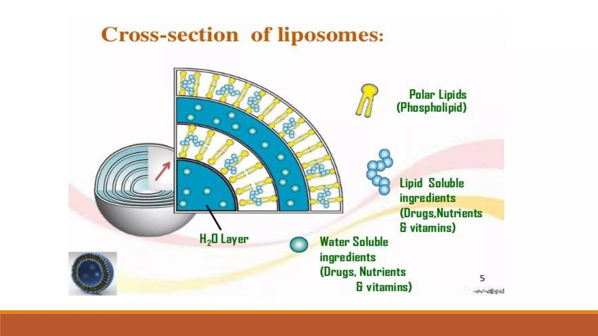 Pharmaceutical Liposomes | PDF