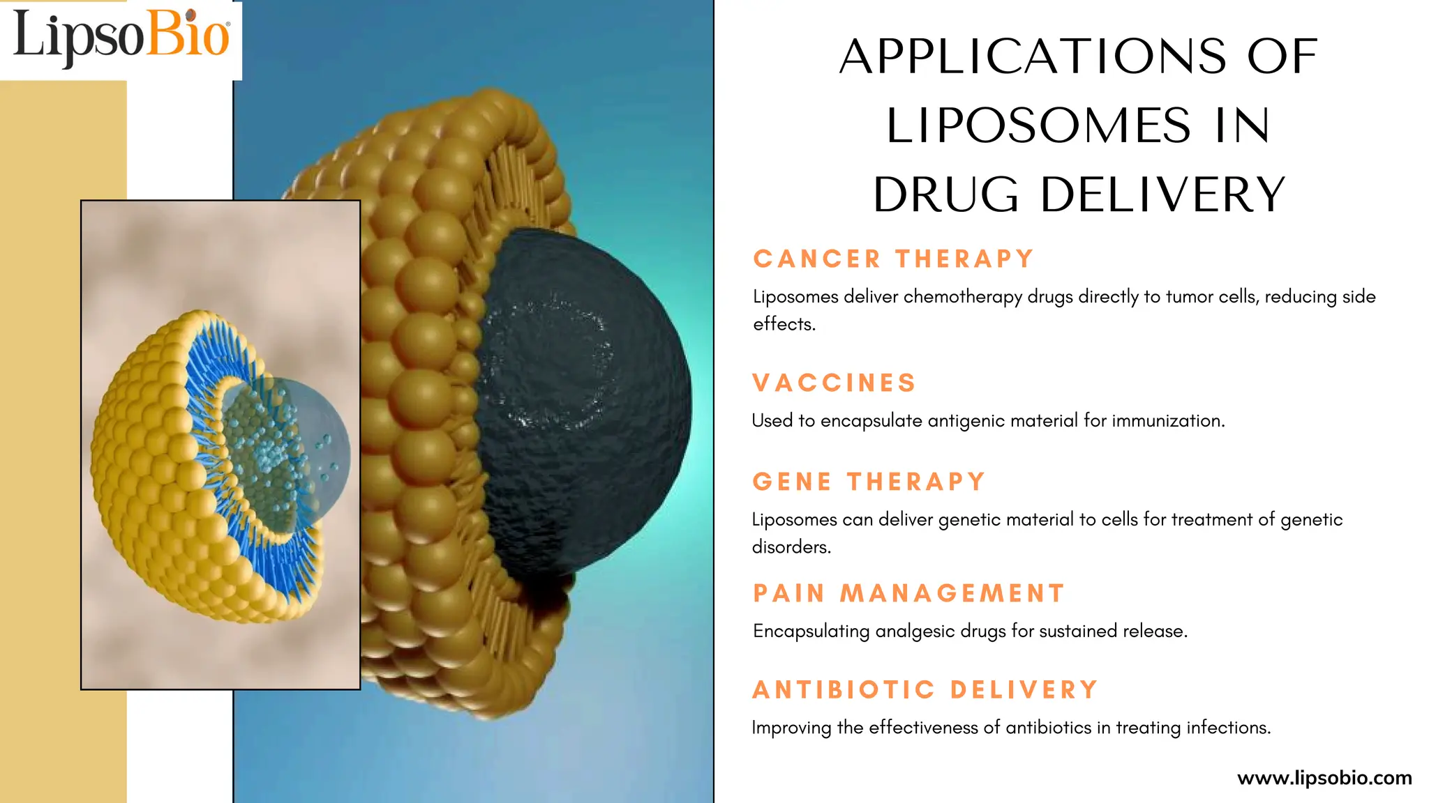 Liposomes:The Most Promising Drug Delivery Systems | PDF