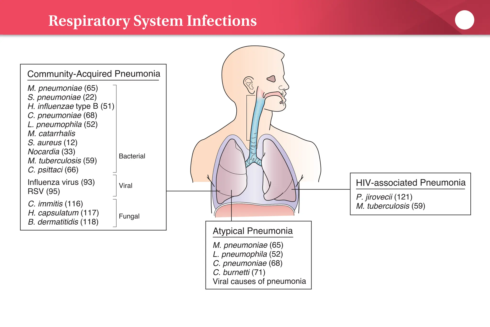 Lippincott Microcards_ Microbiology Flash Cards-LWW (2015).pdf ...