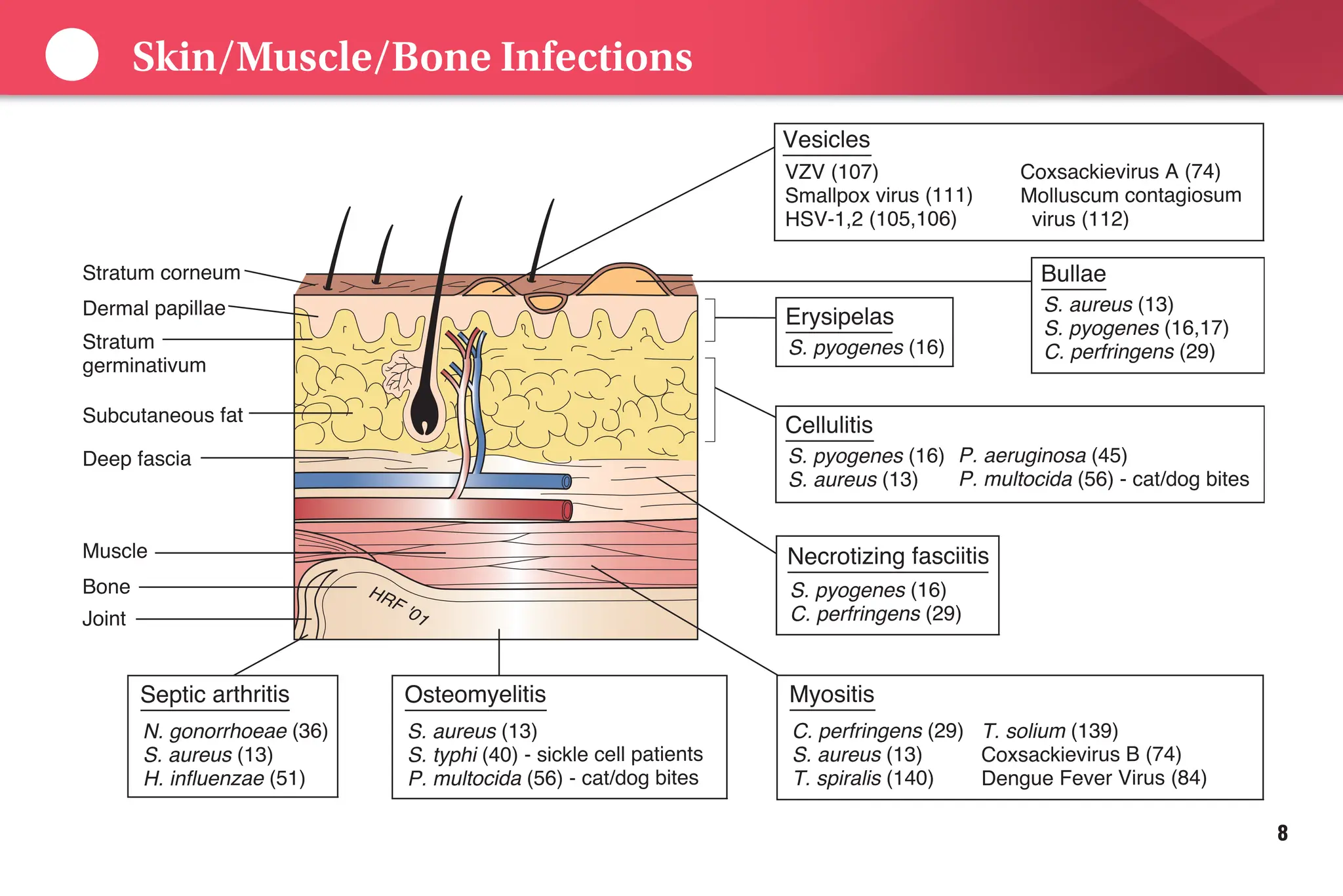 Lippincott Microcards_ Microbiology Flash Cards-LWW (2015).pdf ...