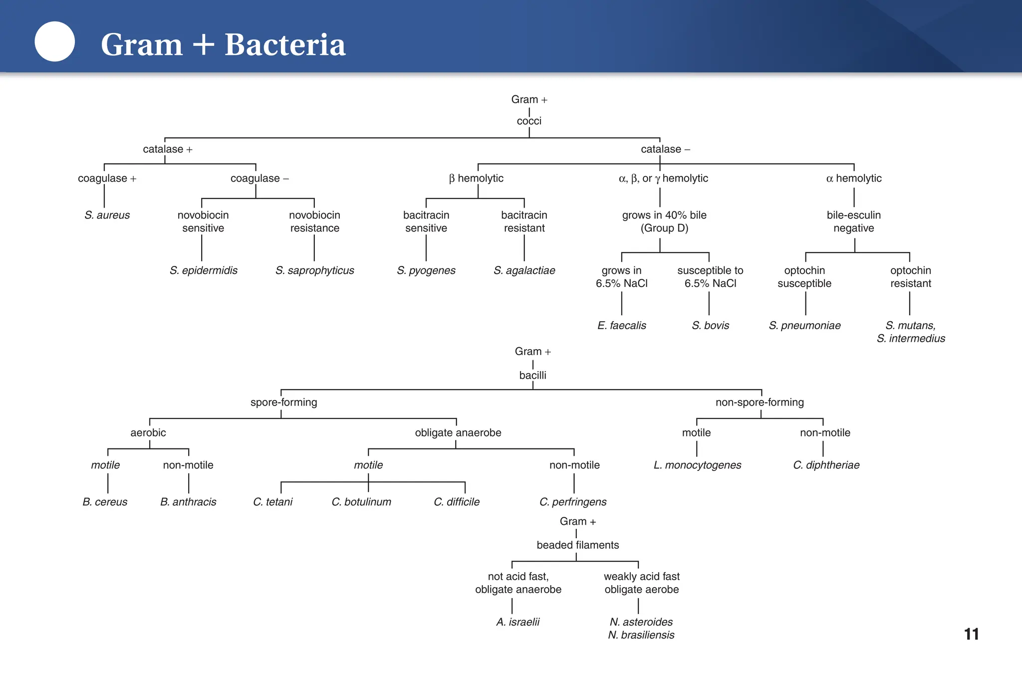 Lippincott Microcards_ Microbiology Flash Cards-LWW (2015).pdf ...