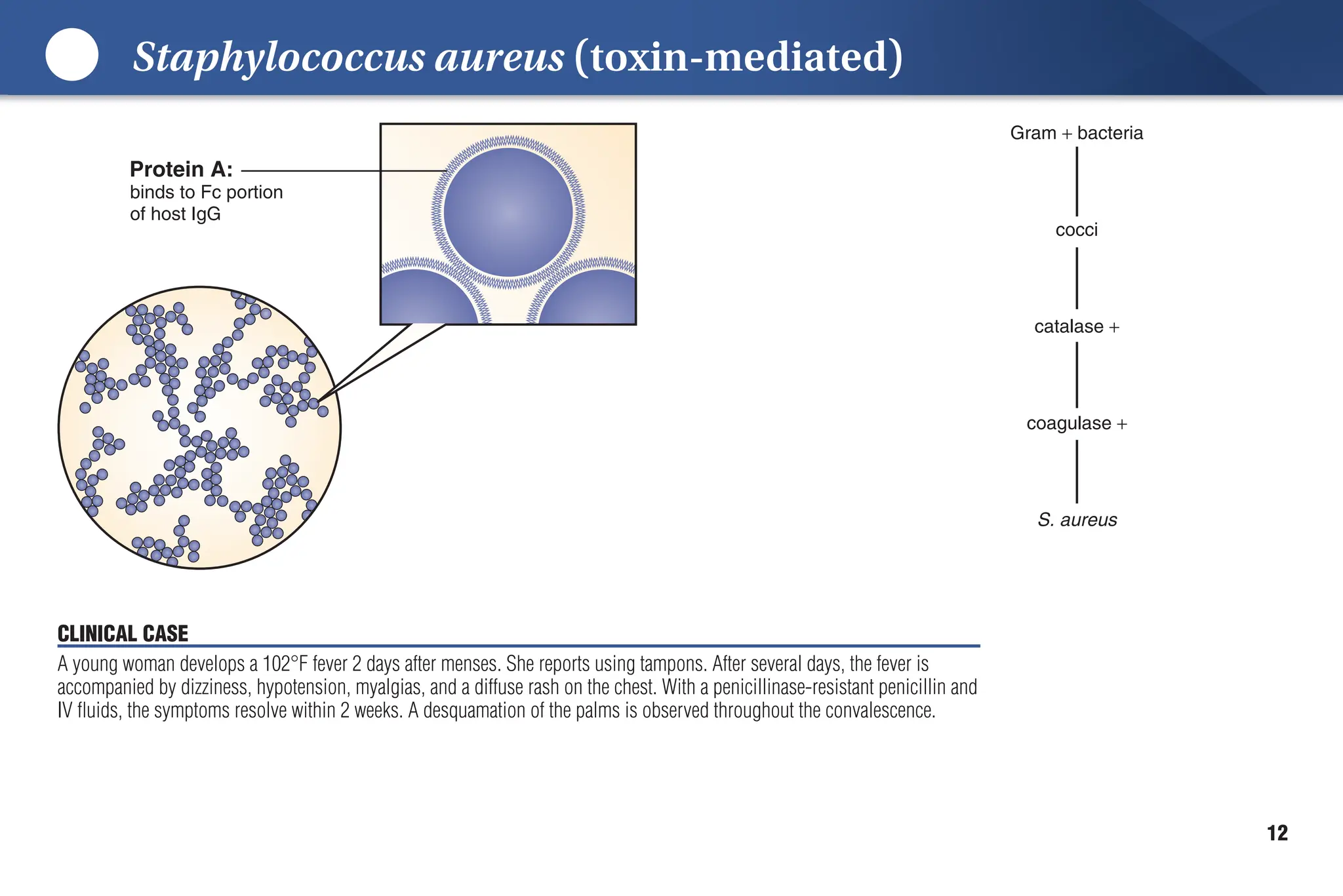 Lippincott Microcards_ Microbiology Flash Cards-LWW (2015).pdf ...