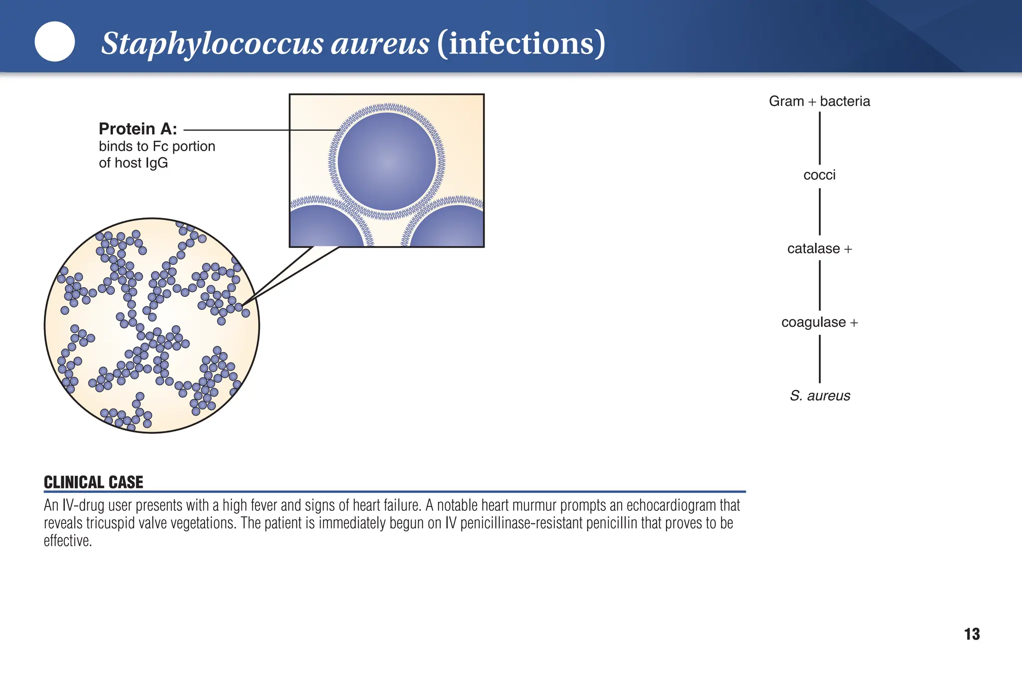Lippincott Microcards_ Microbiology Flash Cards-LWW (2015).pdf ...