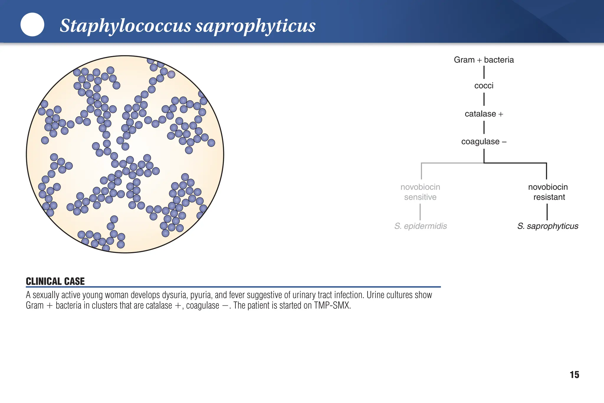 Lippincott Microcards_ Microbiology Flash Cards-LWW (2015).pdf ...
