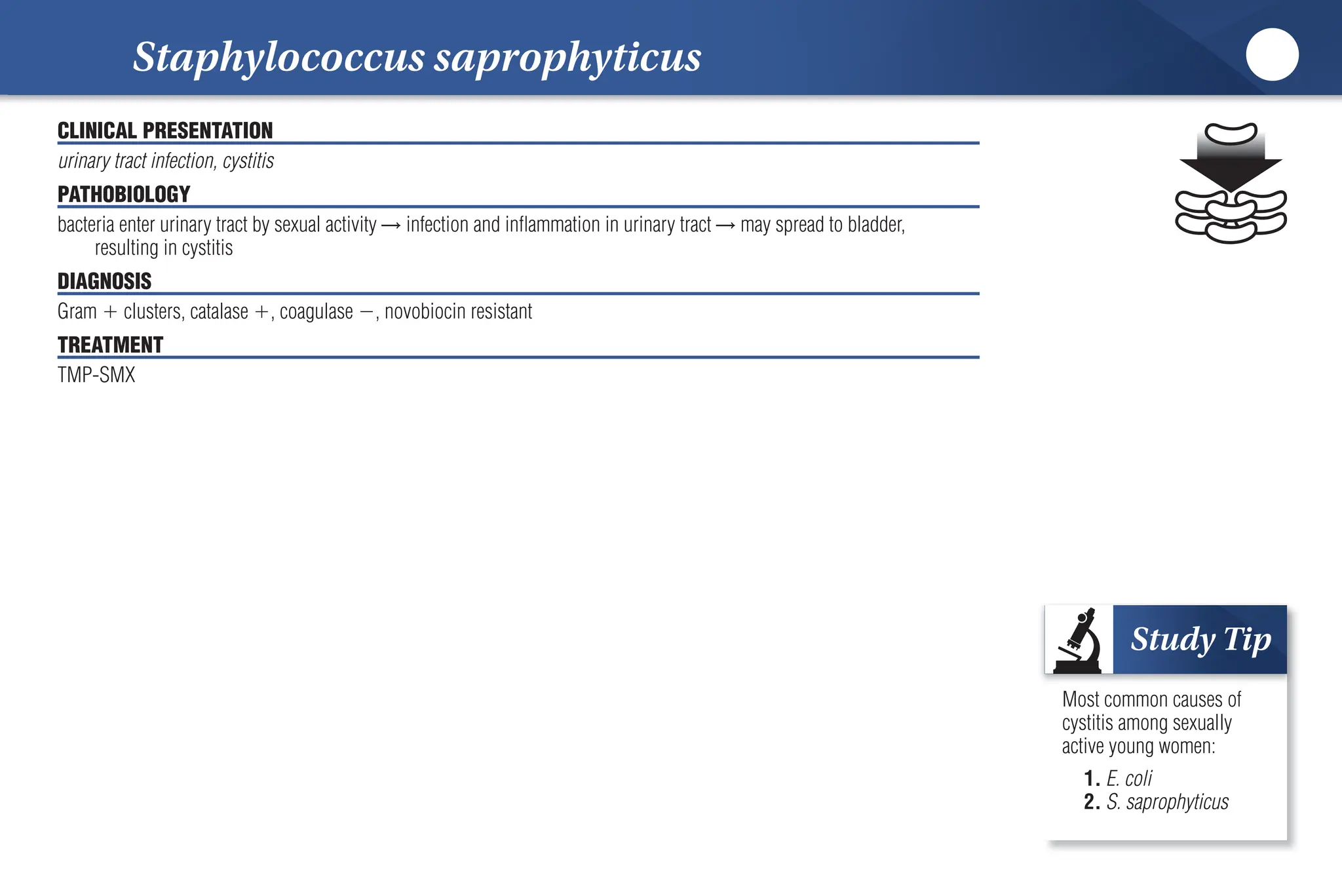Lippincott Microcards_ Microbiology Flash Cards-LWW (2015).pdf ...