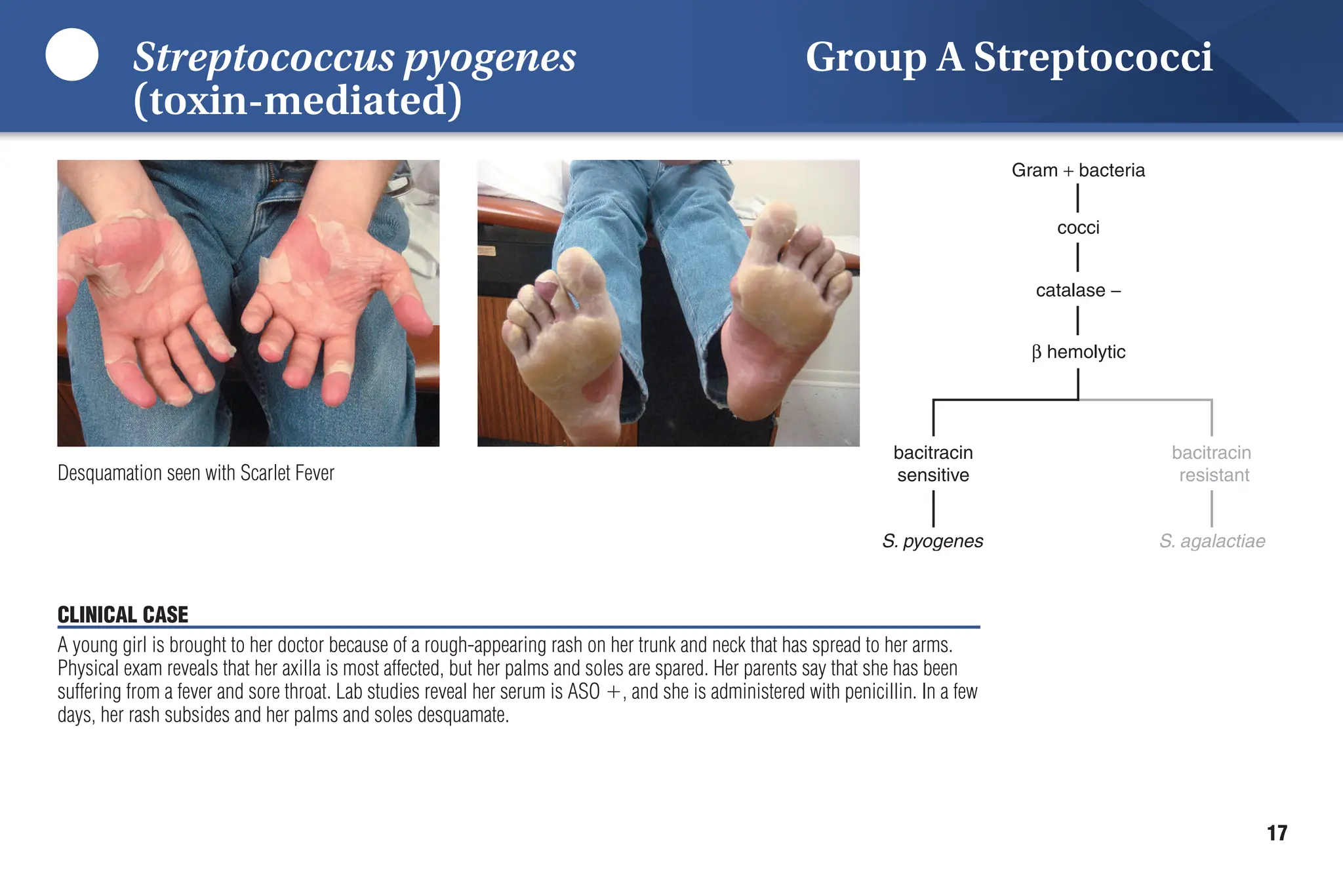 Lippincott Microcards_ Microbiology Flash Cards-LWW (2015).pdf ...