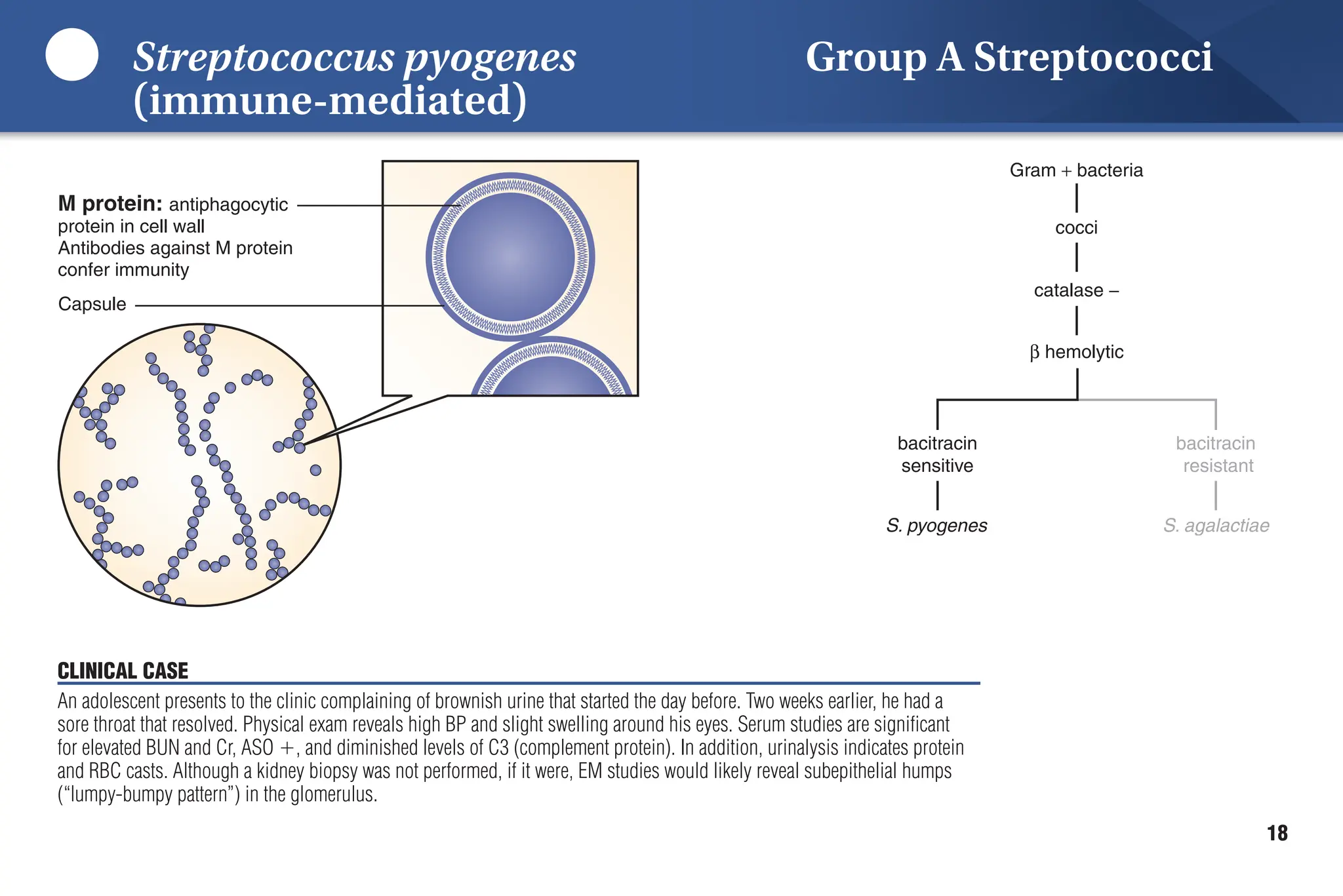 Lippincott Microcards_ Microbiology Flash Cards-LWW (2015).pdf ...