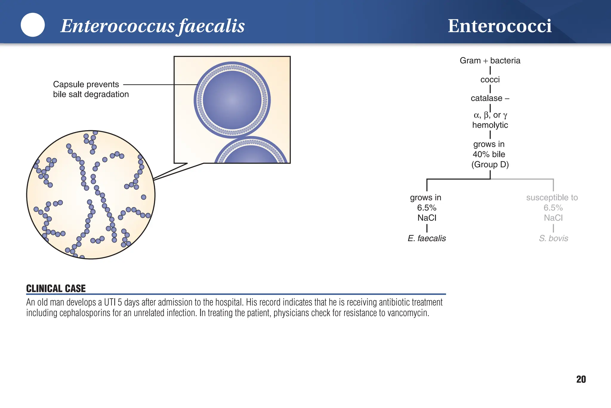 Lippincott Microcards_ Microbiology Flash Cards-LWW (2015).pdf ...