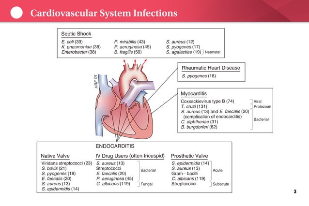 Lippincott Microcards_ Microbiology Flash Cards-LWW (2015).pdf ...