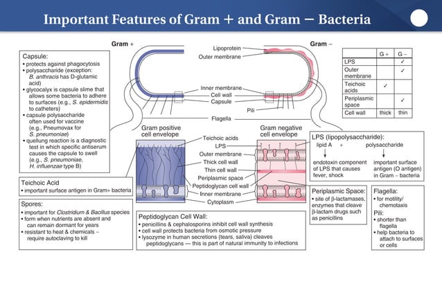Lippincott Microcards_ Microbiology Flash Cards-LWW (2015).pdf ...