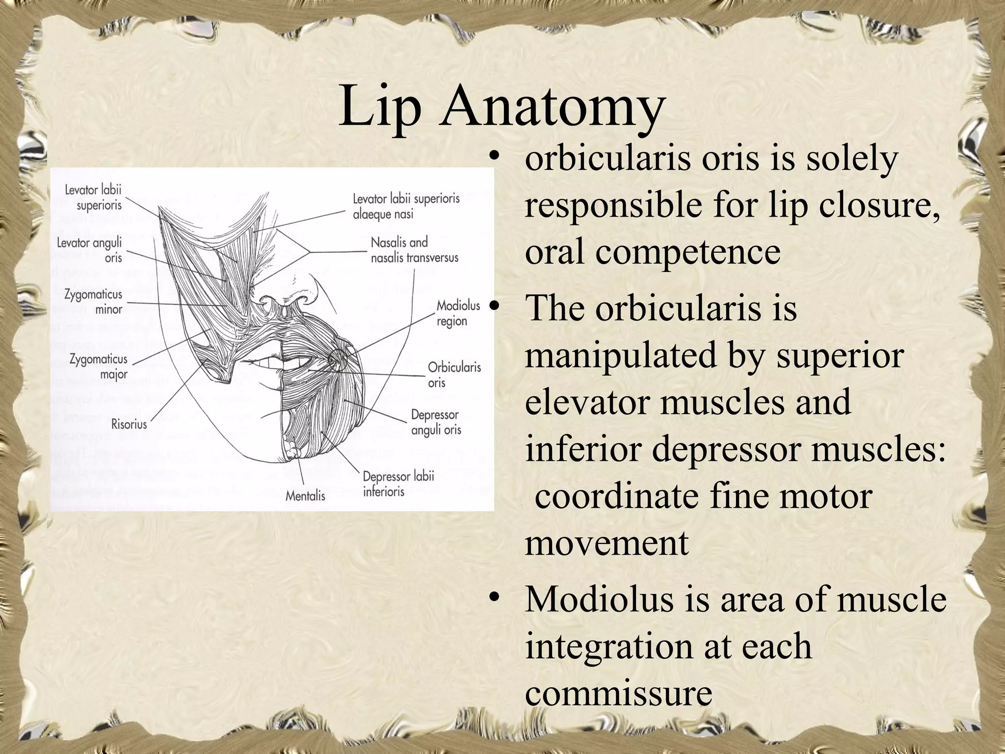 Lip reconstruction | PDF | Ear, Nose and Throat Conditions | Diseases ...