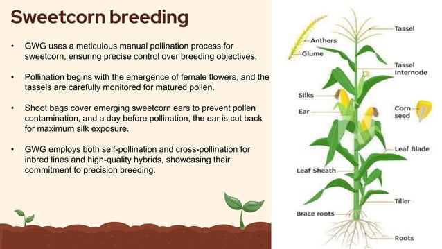 LI PRESENTATION 2024.pdf