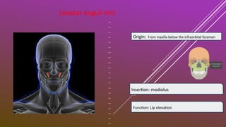 The structure of Lips, it’s parts and all the structures | PPTX