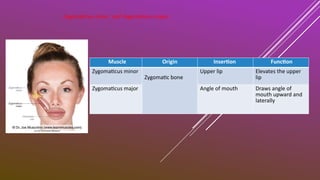 The structure of Lips, it’s parts and all the structures | PPTX