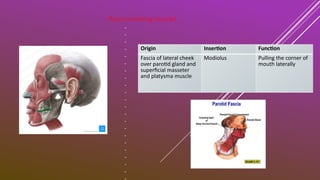 The structure of Lips, it’s parts and all the structures | PPTX