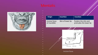 The structure of Lips, it’s parts and all the structures | PPTX