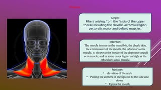 The structure of Lips, it’s parts and all the structures | PPTX