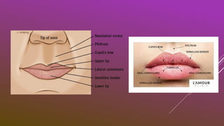 The structure of Lips, it’s parts and all the structures | PPTX