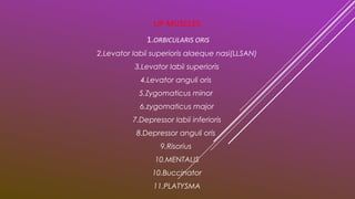 The structure of Lips, it’s parts and all the structures | PPTX