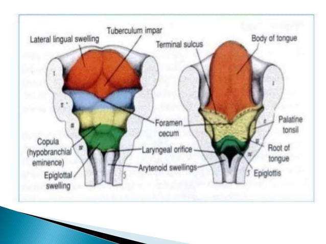 Lips tongue and palate | PPTX