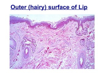 Lip & tongue | PPT