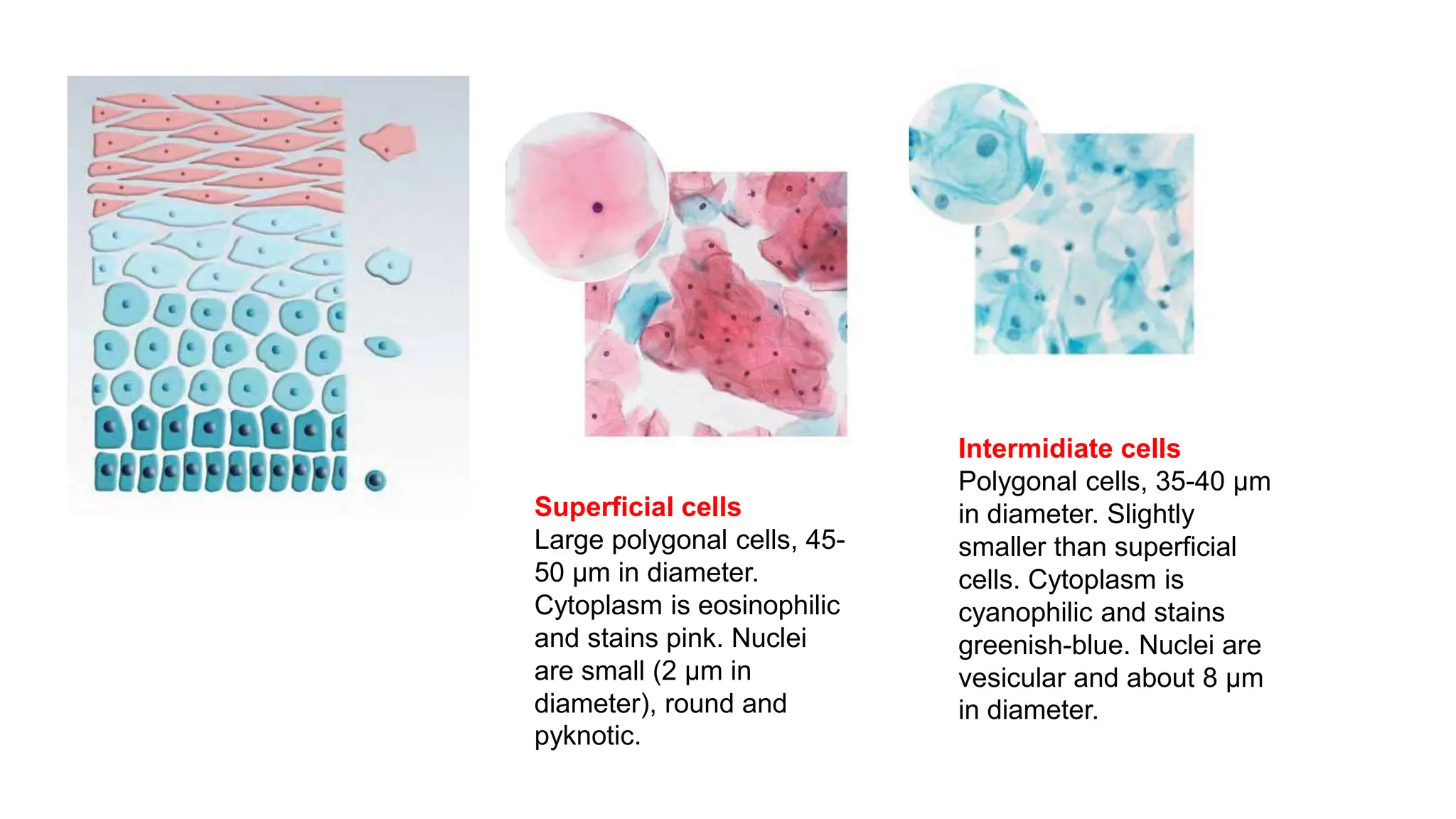 Liquid based cytology pathology CYTOLOGY.pptx