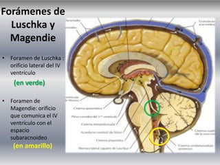 Liquido Cefalorraquídeo (LCR) | PPTX