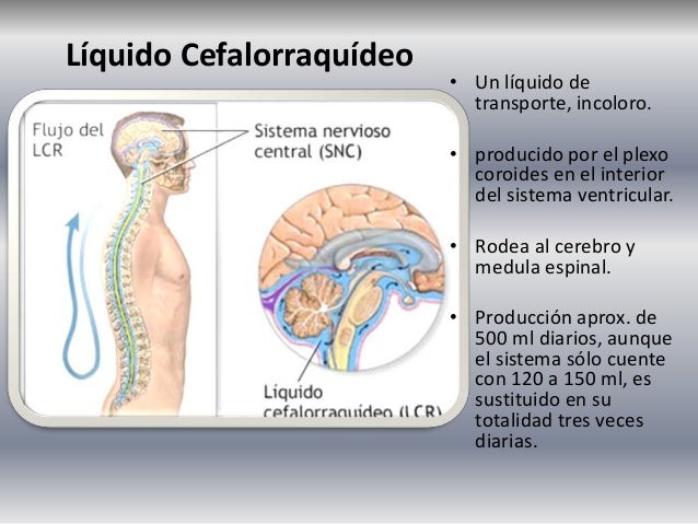 Liquido Cefalorraquídeo (LCR)