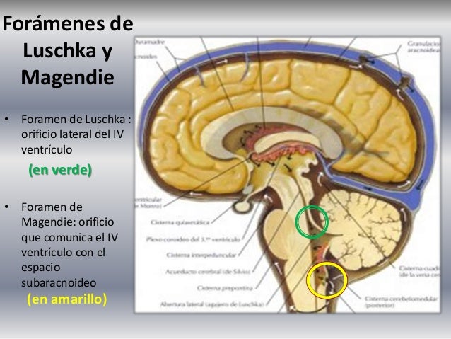 Liquido cefalorraquideo