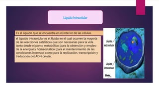 Liquido intracelular de la celula.pptx